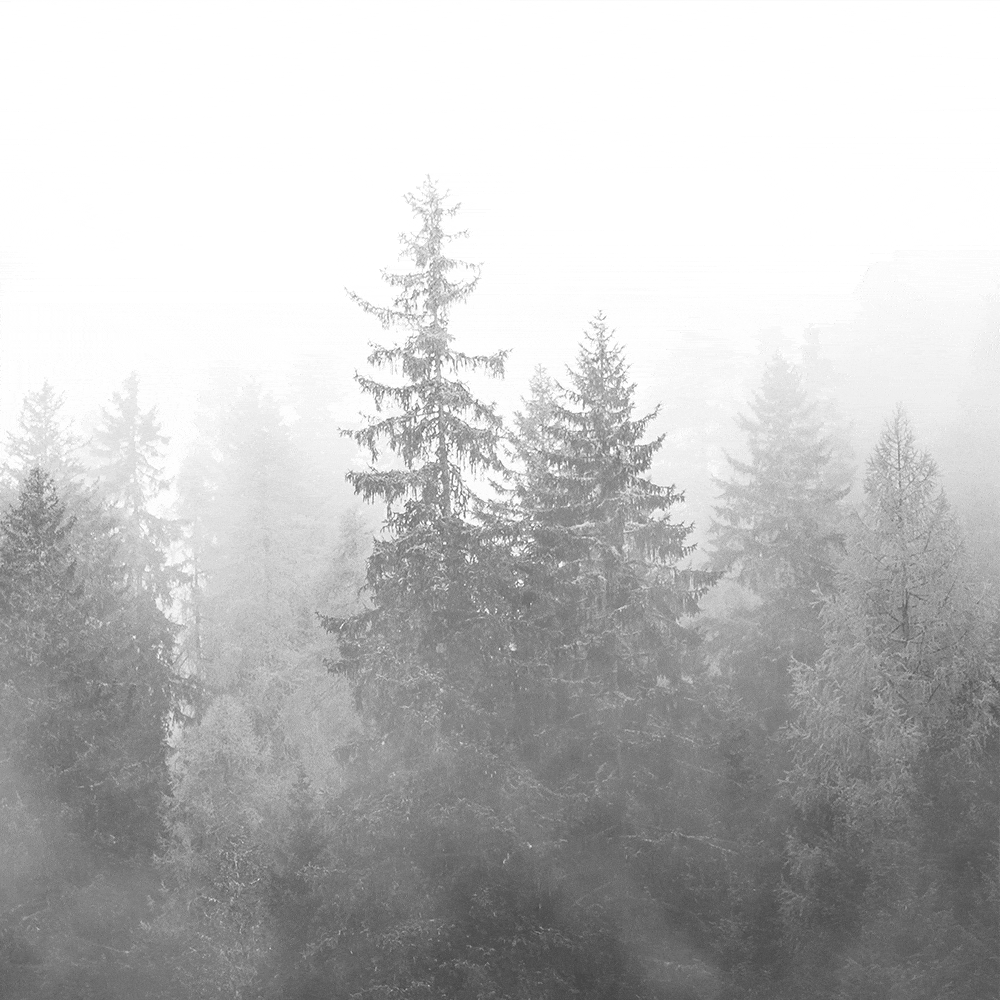 Foto Mural Bosque Gris FM-01: Tonalidades Sobrias y Elegantes para ...